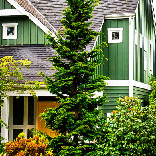 Slender Hinoki Cypress Trees For Sale | The Tree Center™