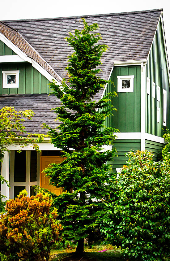 Slender Hinoki Cypress Trees For Sale | The Tree Center™