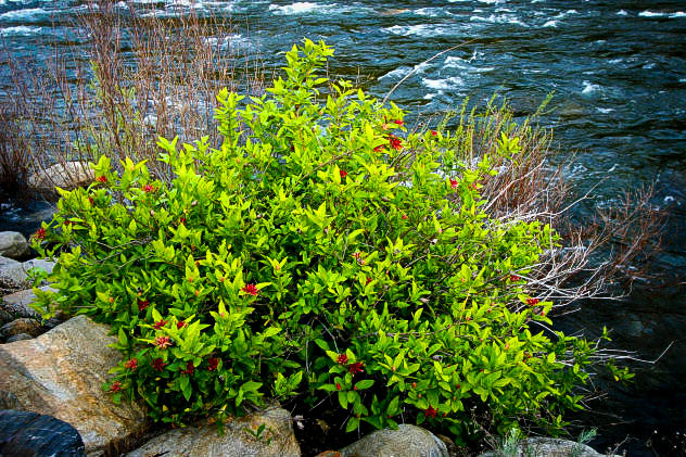 Spice Bush For Sale Online | The Tree Center
