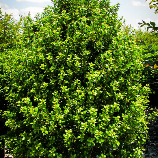 Steeds Upright Japanese Holly For Sale Online | The Tree Center
