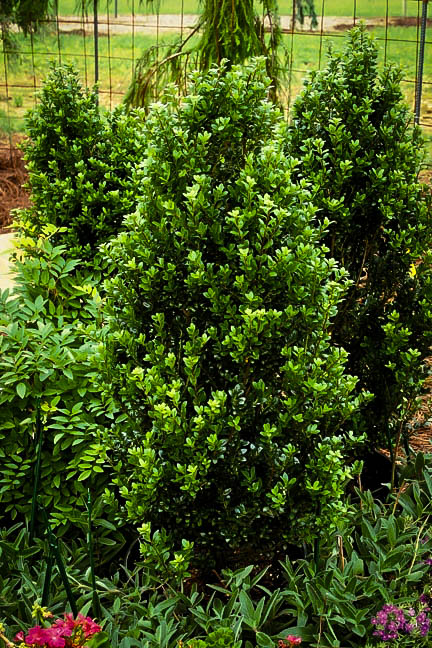 Steeds Upright Japanese Holly For Sale Online | The Tree Center