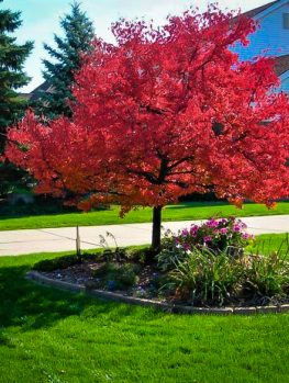 Autumn Flame Red Maple For Sale | The Tree Center™