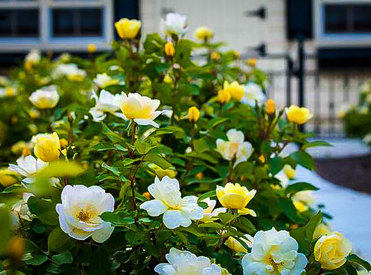 Sunny Knockout Roses For Sale Online | The Tree Center™