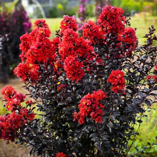 Sunset Magic™ Crape Myrtle Shrubs For Sale | The Tree Center™