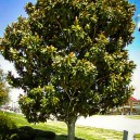 Sweetbay Magnolia For Sale Online | The Tree Center