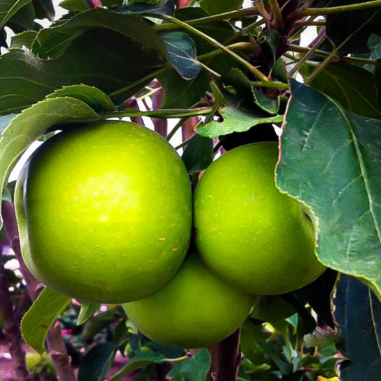 Tangy Green Urban Apple Tree For Sale Online | The Tree Center