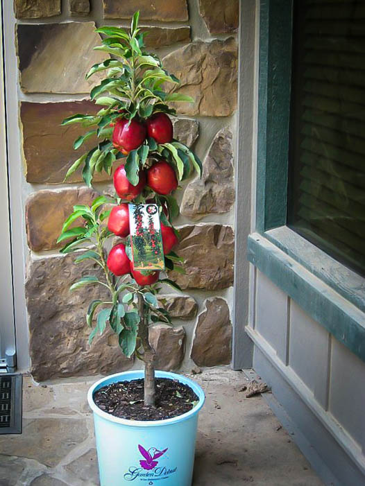 Tasty Red Urban Apple Tree For Sale Online | The Tree Center