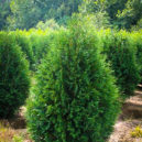 Techny Arborvitae Trees For Sale Online | The Tree Center™