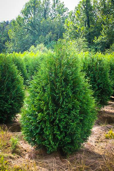 Techny Arborvitae Trees For Sale Online | The Tree Center™