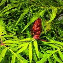 Tiger Eyes Sumac For Sale Online | The Tree Center