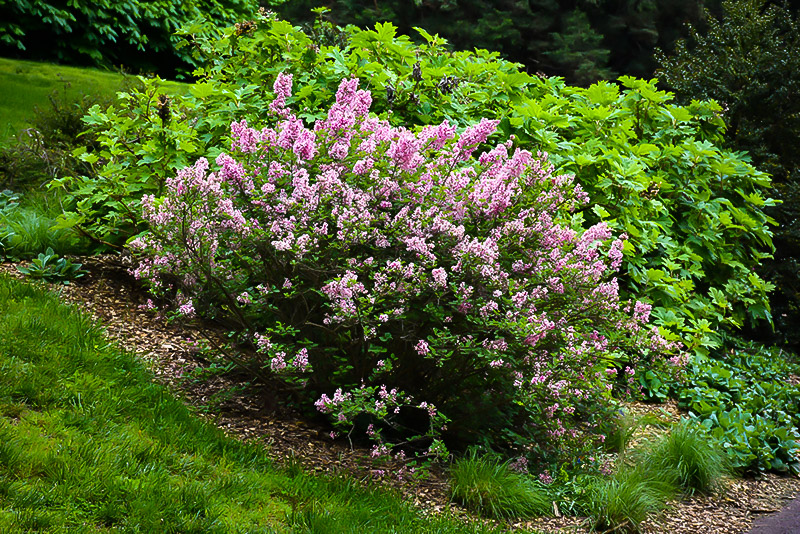 Tinkerbelle® Lilac Bushes For Sale The Tree Center™