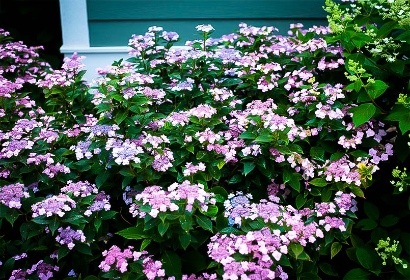 Tiny Tuff Stuff® Mountain Hydrangeas For Sale | The Tree Center™