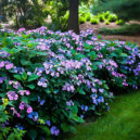 Tiny Tuff Stuff® Mountain Hydrangeas For Sale | The Tree Center™