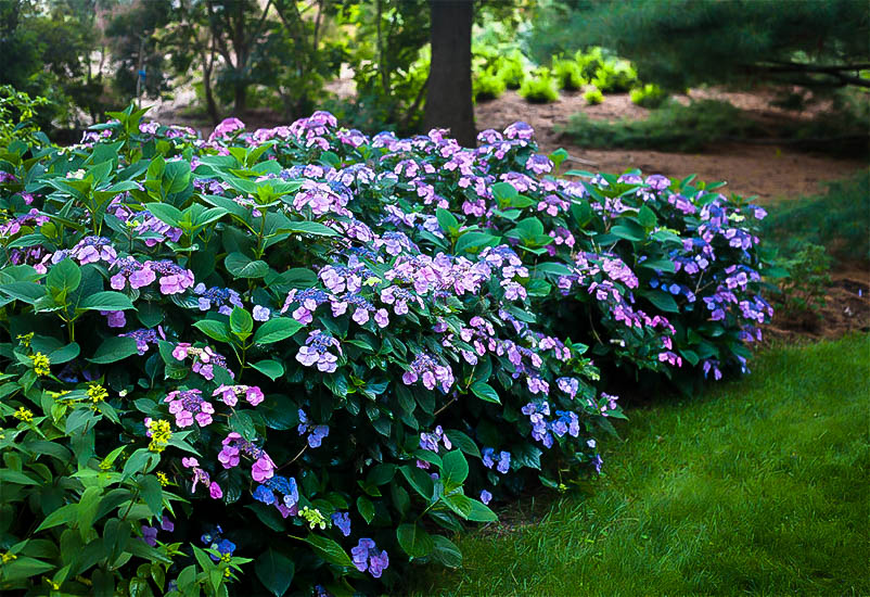 Tiny Tuff Stuff® Mountain Hydrangeas For Sale | The Tree Center™