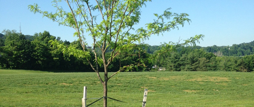 How To Stake A Tree | The Tree Center™