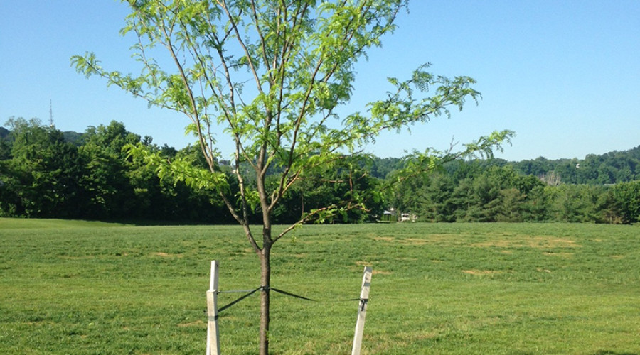 The Tree Center Blog | The Tree Center™