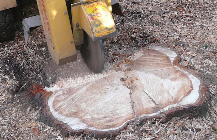 Tree Stump Removal | The Tree Center™