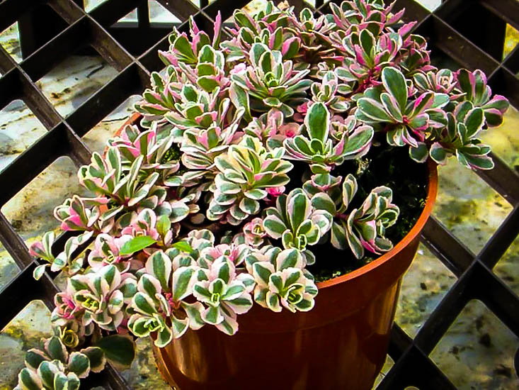 Tricolor Sedum | The Tree Center™