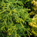 Twisted Hinoki Cypress Shrubs For Sale | The Tree Center™
