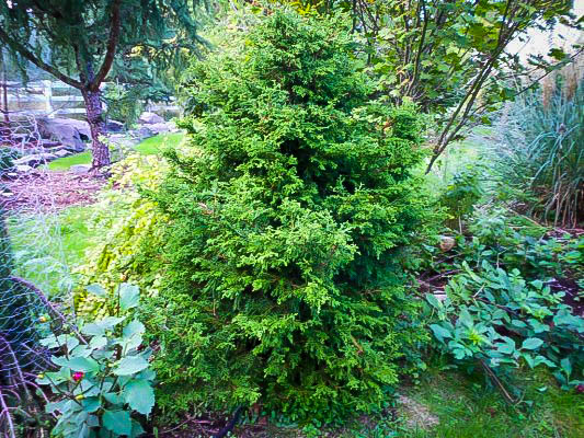 Twisted Hinoki Cypress Shrubs For Sale | The Tree Center™
