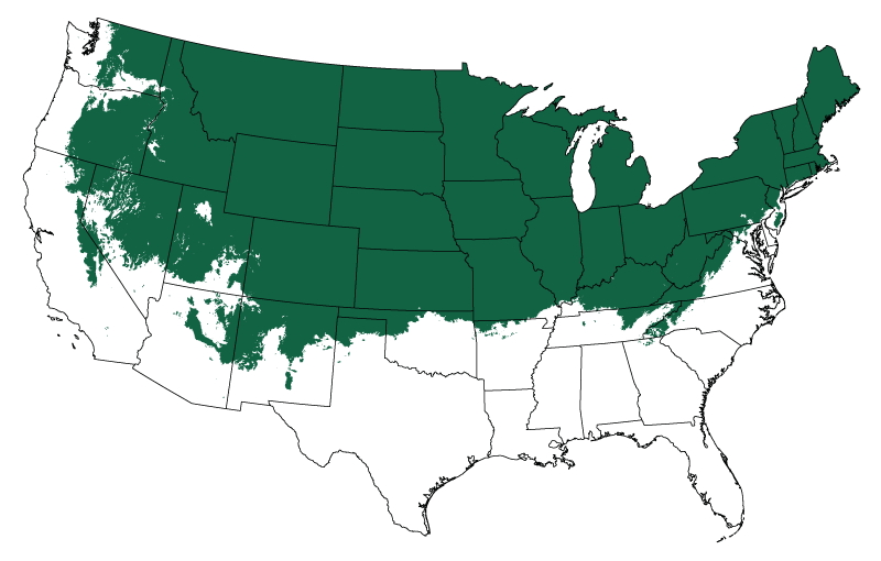 Quaking Aspen For Sale Online | The Tree Center