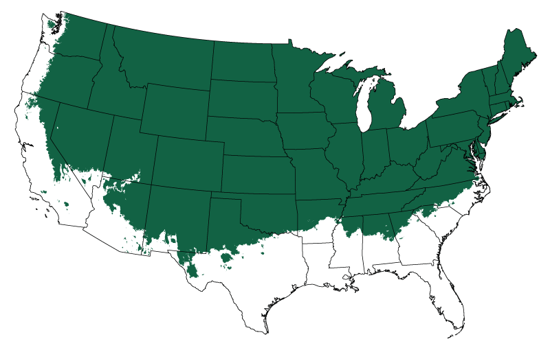 Norway Spruce For Sale Online | The Tree Center