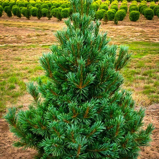Vanderwolfs Pyramid Limber Pine Trees For Sale | The Tree Center™