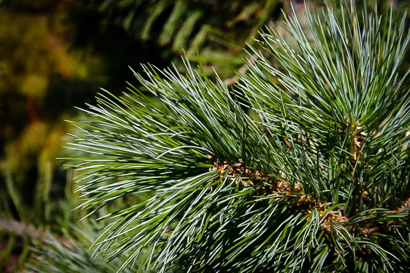 Vanderwolfs Pyramid Limber Pine Trees For Sale | The Tree Center™