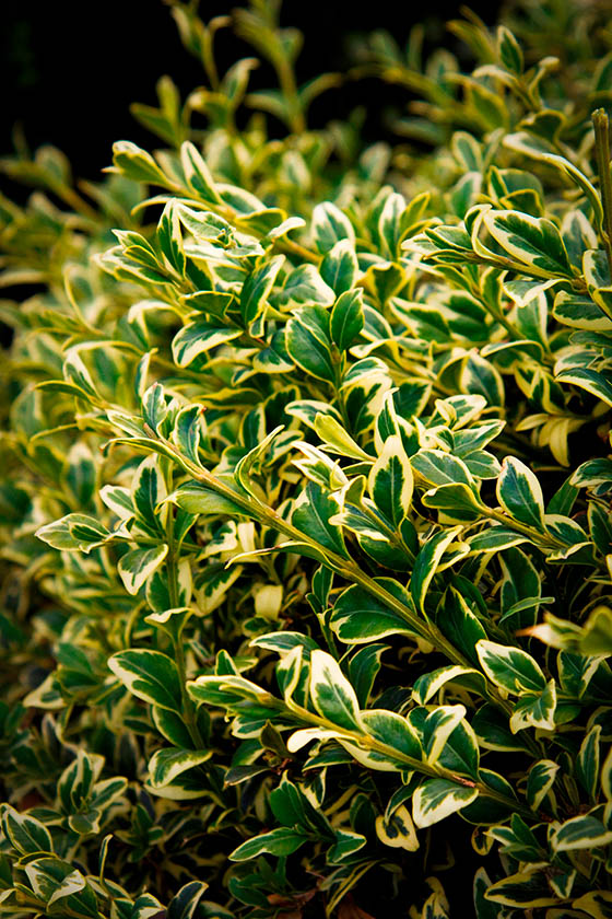 Variegated Boxwood Shrubs For Sale Online | The Tree Center™