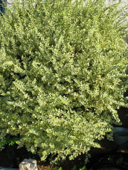 Wavy Leaf Privet Ligustrum For Sale | The Tree Center™