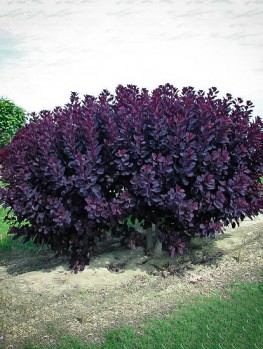 Purple Smoke Tree "Grace" | The Tree Center