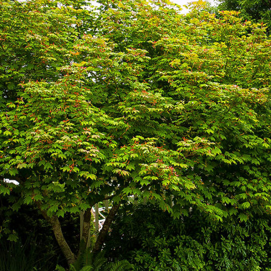 Japanese Vine Maple | The Tree Center™