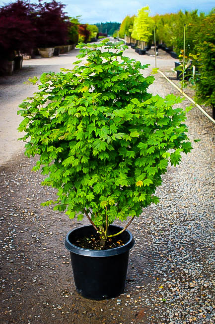Japanese Vine Maple | The Tree Center™