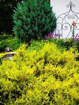 Buy Cypress Trees Online | The Tree Center™