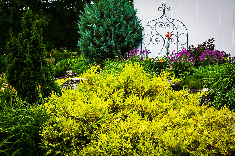 Vintage Gold Cypress Trees For Sale Online | The Tree Center™