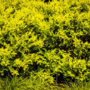 Vintage Gold Cypress Trees For Sale Online | The Tree Center™