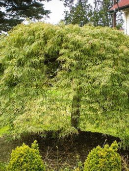Pacific Fire Vine Maple For Sale | The Tree Center™
