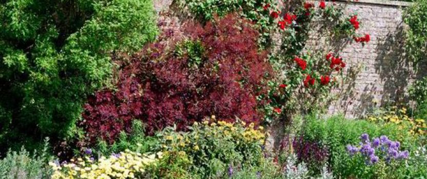 Save Space and Add Beauty – Grow Shrubs Against a Wall | The Tree Center™