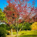 Washington Hawthorn Trees For Sale Online | The Tree Center™