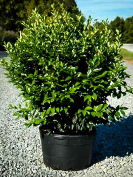 Waxleaf Privet Shrubs For Sale Online | The Tree Center™