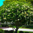 Waxleaf Privet Shrubs For Sale Online | The Tree Center™