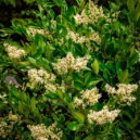 Waxleaf Privet Shrubs For Sale Online | The Tree Center™