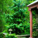 Weeping Alaskan Cedar For Sale Online | The Tree Center
