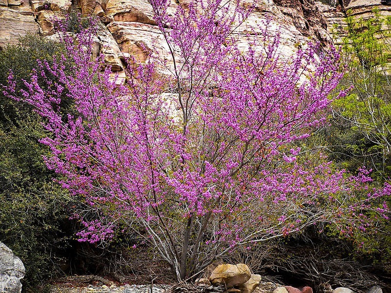 Buy Oklahoma Redbud Trees Online l The Tree Center™
