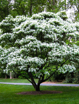 Mimosa Tree For Sale Online | The Tree Center
