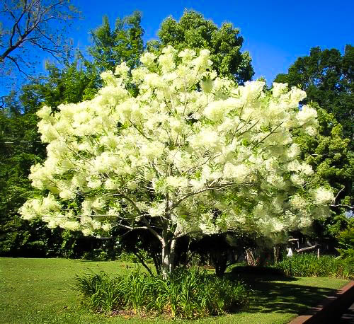 Fringe Tree For Sale Online | The Tree Center™