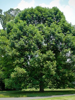 Black Oak Tree For Sale Online | The Tree Center