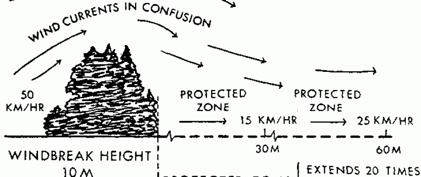 How to Create a Windbreak | The Tree Center™