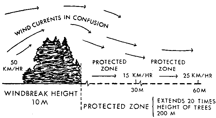 How to Create a Windbreak | The Tree Center™