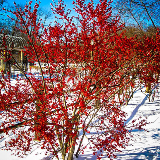 Winterberry Holly Shrubs For Sale | The Tree Center™
